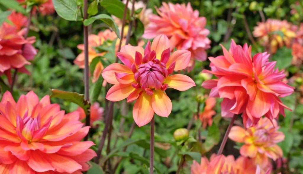 4 spectacular summer bulbs to plant now – Birchen Grove Garden Centre