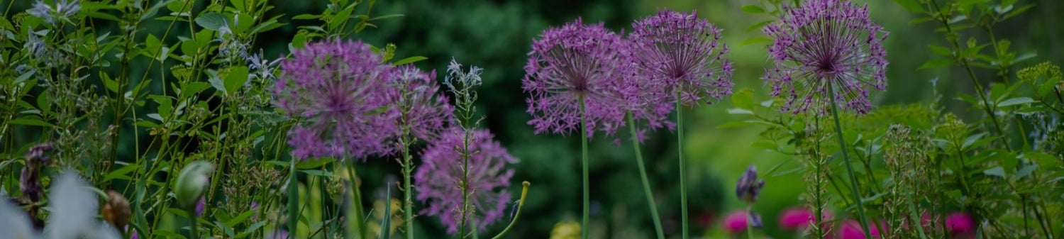 About Birchen Grove Garden Centre | Wembley, London